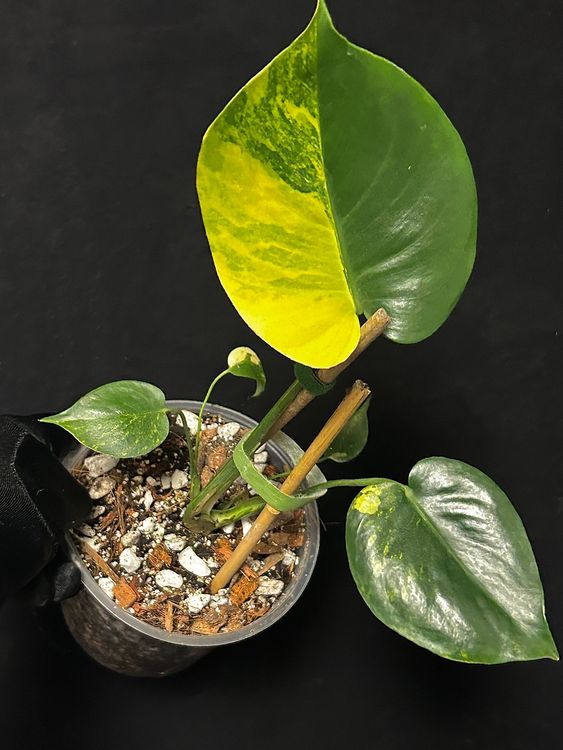 🍀 MONSTERA DELICIOSA „YELLOW MARILYN“ „M“ 💛 VERY HIGH (Gebraucht) in ...