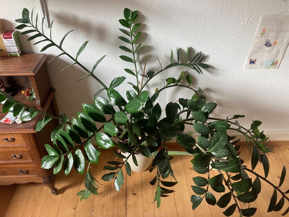 Pflanze „ Kalanchoe ceratophylla“, Glücksfeder (Gebraucht) in Zürich ...