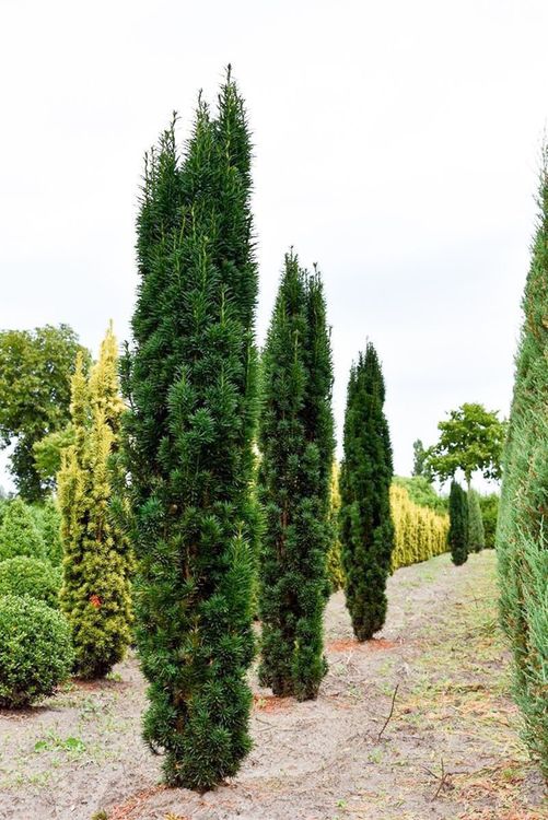 SÄULENEIBE - Eibe - Taxus baccata Fastigiata (Neu (gemäss Beschreibung ...