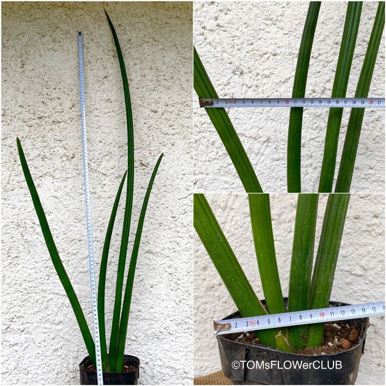 Sansevieria suffruticosa (Neu (gemäss Beschreibung)) in Adliswil für CHF 23 – mit Lieferung auf ...