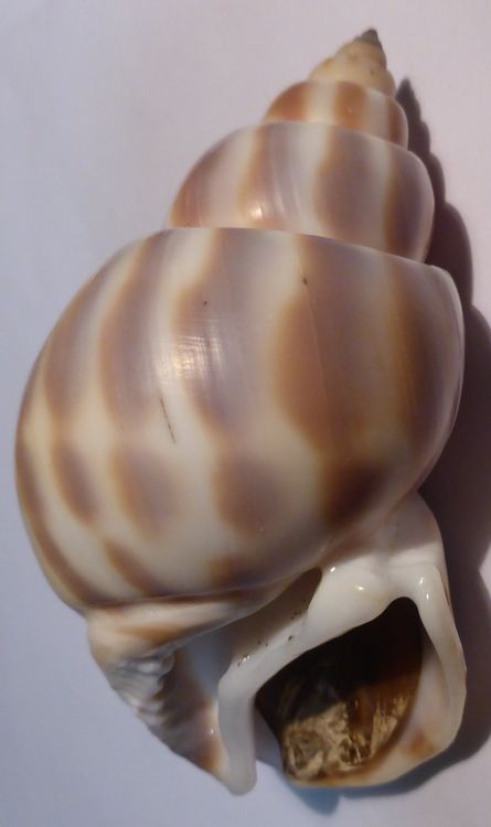 BABYLONIA PERFORATA;-SCHÖNE ZEICHNUNG;-8 CM !, NATURBELASSEN (Gebraucht) in für CHF 14 – mit ...