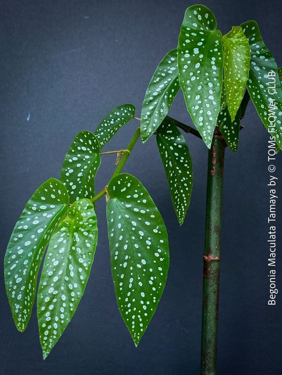 Begonia Maculata Tamaya als schönes Bäumchen für Dich (Neu und ...