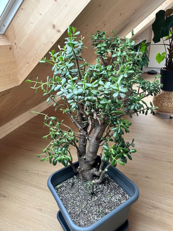 Geldbaum / Crassula ovata / Dickblatt/ Pflanze (D'occasion) à Andhausen ...
