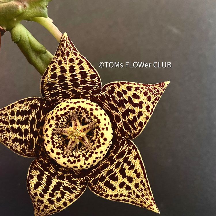 Stapelia Variegata / Orbea Variegata | Kaufen auf Ricardo
