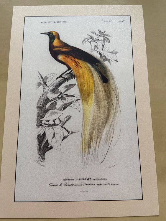 AK Repro Museumspostkarte Paradiesvogel Illustration (Neu (gemäss Beschreibung)) in Luzern für ...