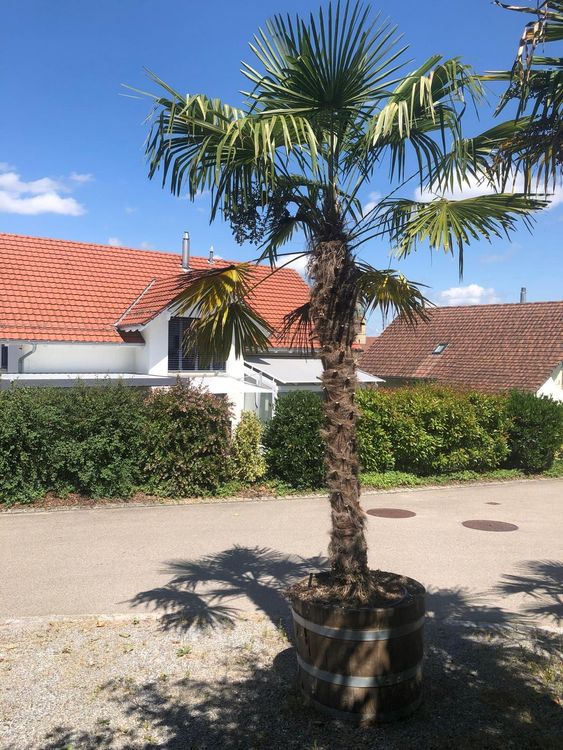 Palme Kaufen In Der Nahe