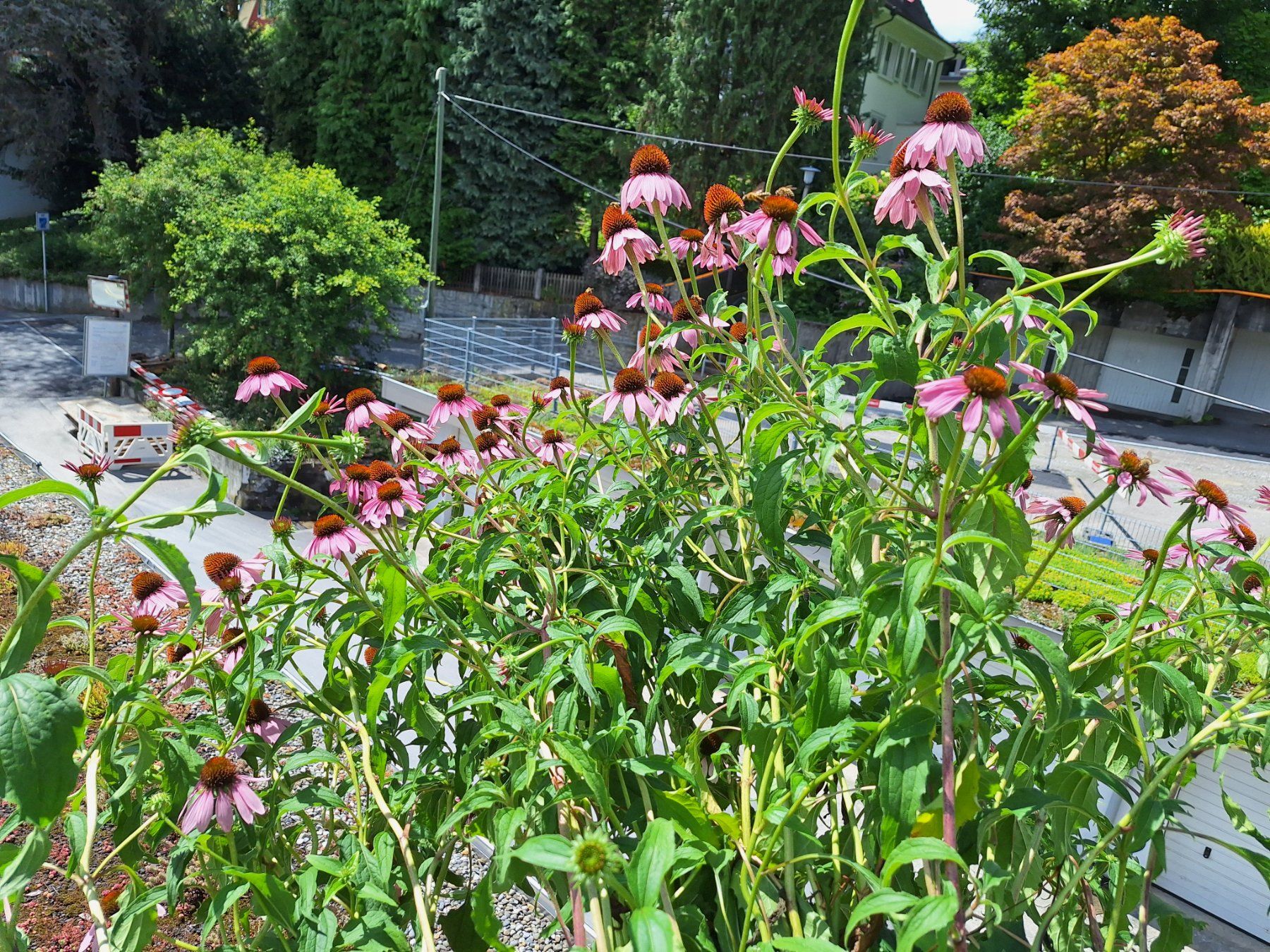 Echinaforce Heilpflanze Echinacea Purpurea winterhart (Gebraucht) in ...