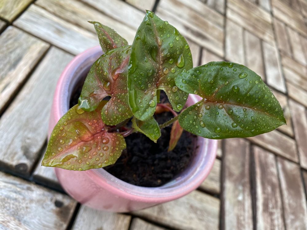Syngonium Berry + Topf (Gebraucht) in Baar für CHF 14 – nur Abholung ...