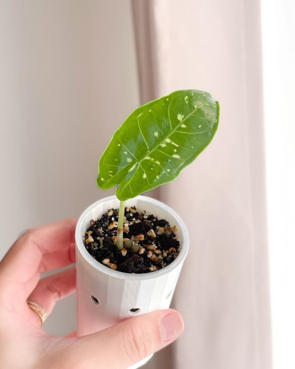 Alocasia Boyceana 'Shattered Glass' (Neu (gemäss Beschreibung)) in ...