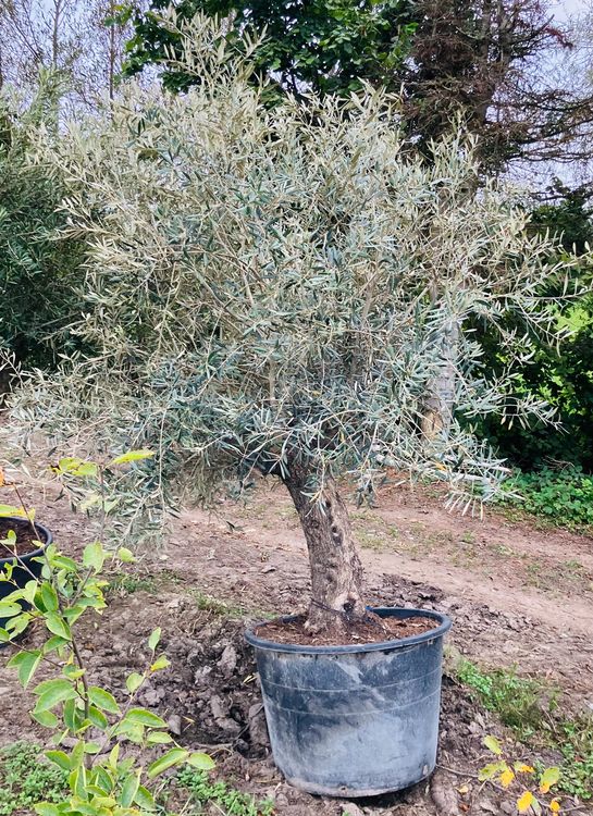 Grosser Olivenbaum im Topf, mediterran (Gebraucht) in Riedt b. Erlen für CHF 520 – nur Abholung ...