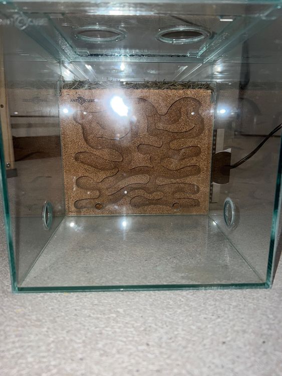 Ameisen Formicarium/Terrarium | Kaufen auf Ricardo