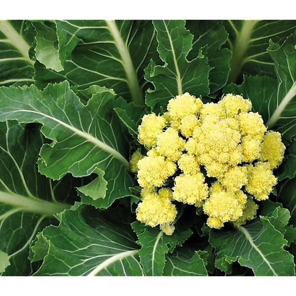 Chou - Brocoli Nine star ( Perpétuel ) PLANT (Neu (gemäss Beschreibung ...