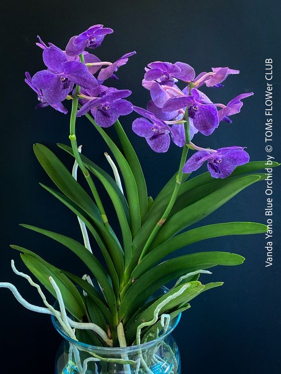 Vanda Yano Blue Orchidee in GlasVase - traumhaft schön (Neu (gemäss ...