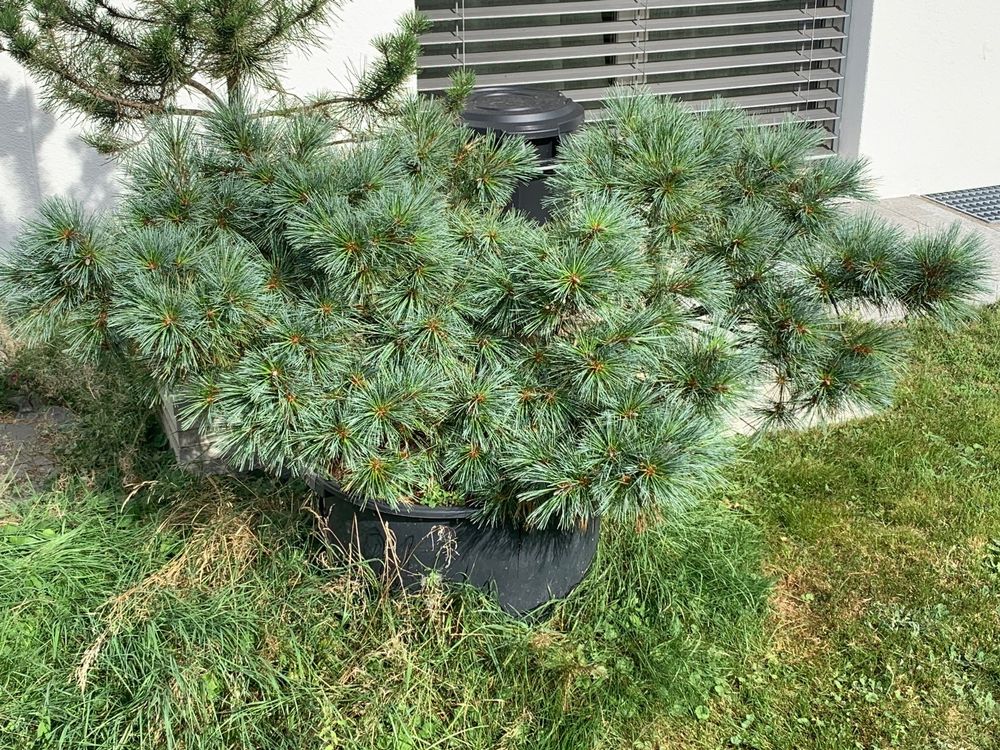 Pinus strobus Macopin | Kaufen auf Ricardo