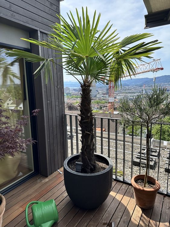 Wunderschöne grosse Palme im Topf - Sommerfeeling (Gebraucht) in Zürich ...