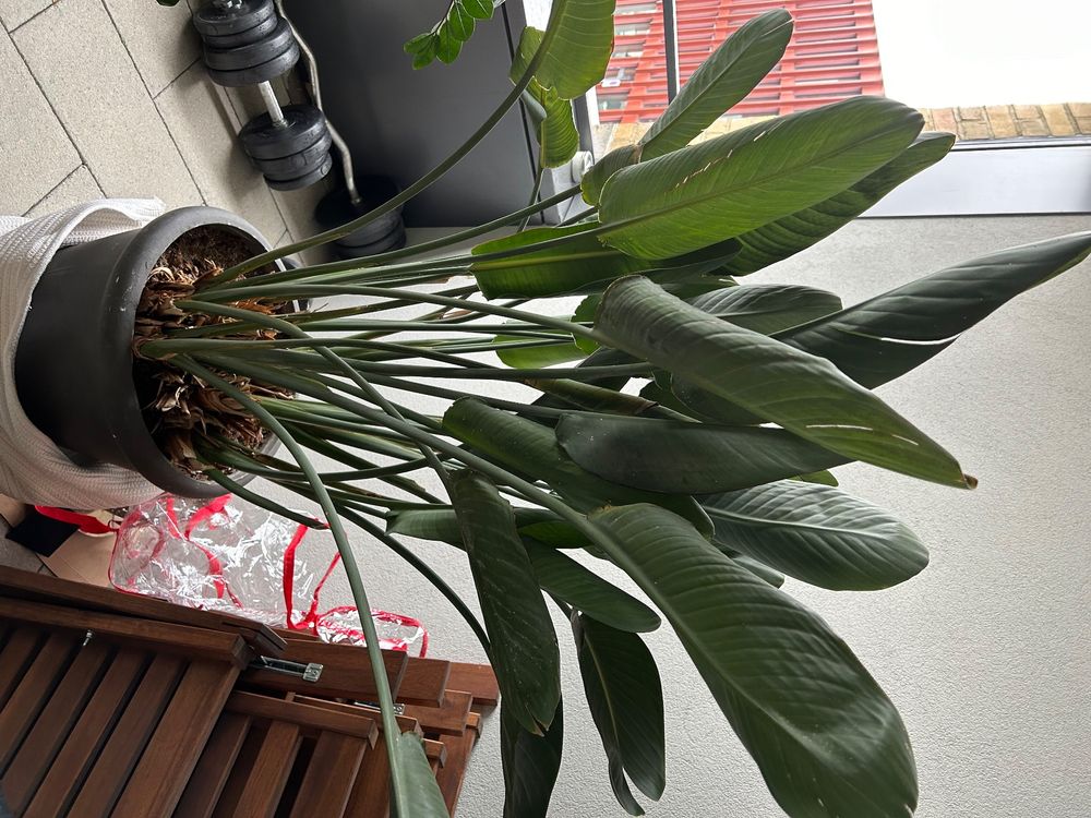 Strelitzie XL | Kaufen auf Ricardo