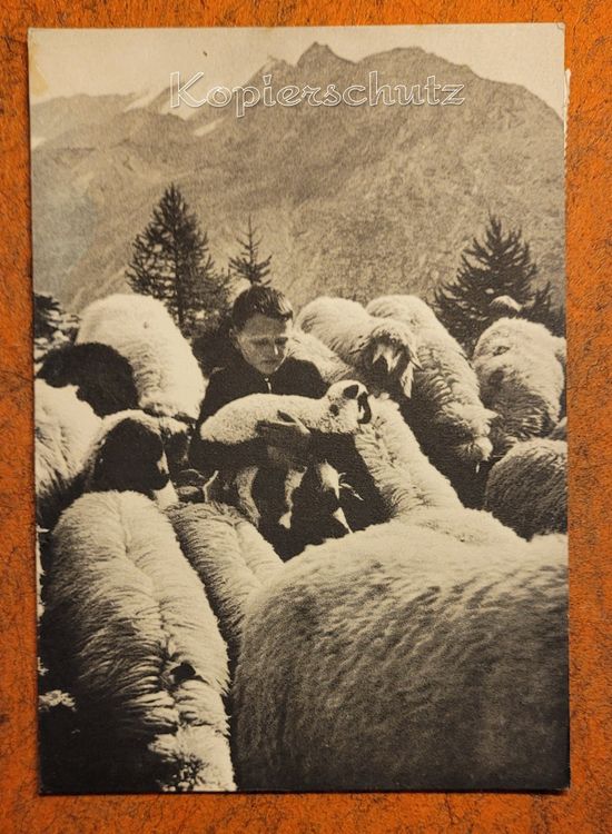 Alte Postkarte Schafhirt mit Herde 1953 | Kaufen auf Ricardo