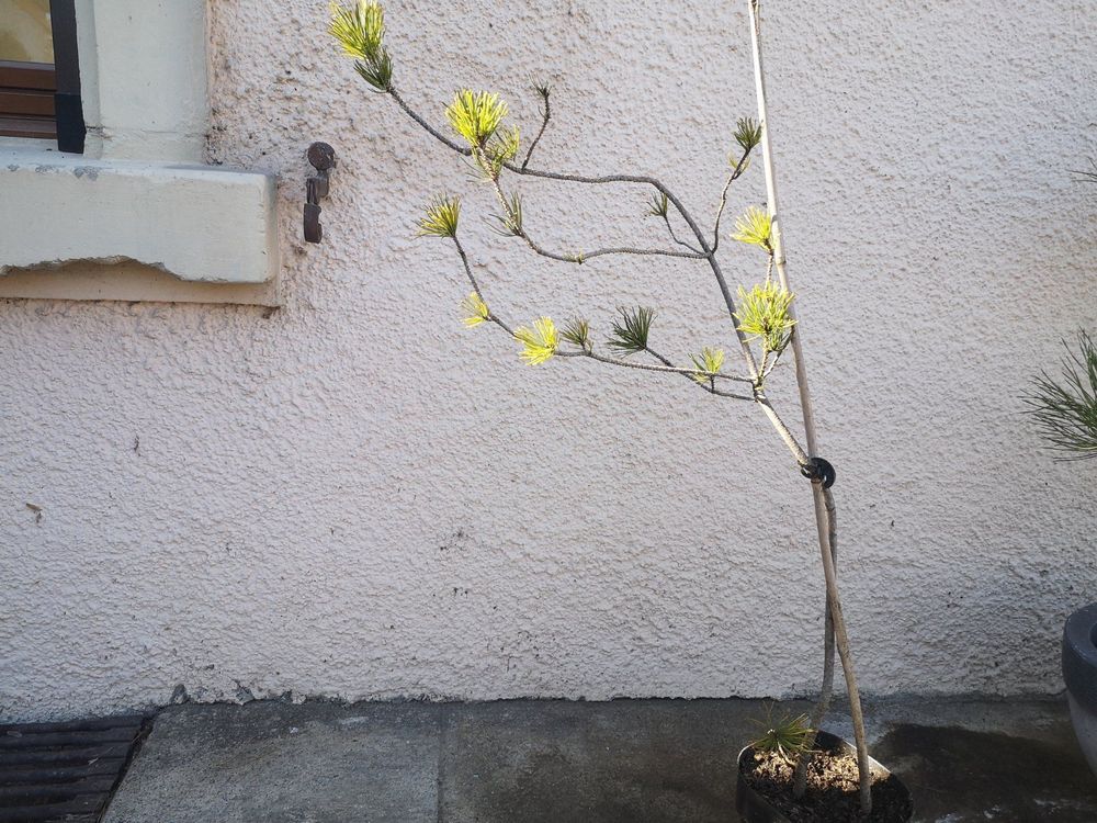 Pinus contorta Compacta, Zwergkiefer 86 (Gebraucht) in Buchs AG für CHF ...