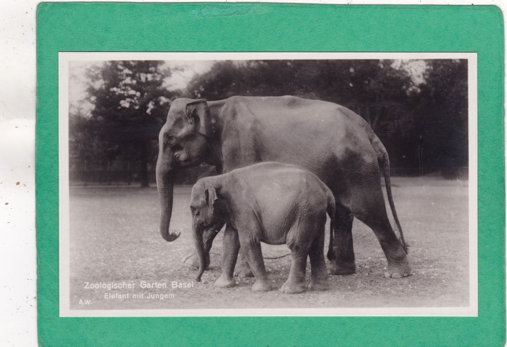 Basel Zoo Elefant mit Jungem (Gebraucht) in Herisau für CHF 1 – mit ...