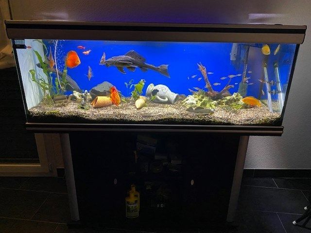 450 L Aquarium aqualantis (Gebraucht) in Buttikon für CHF 50 – nur Abholung auf Ricardo kaufen