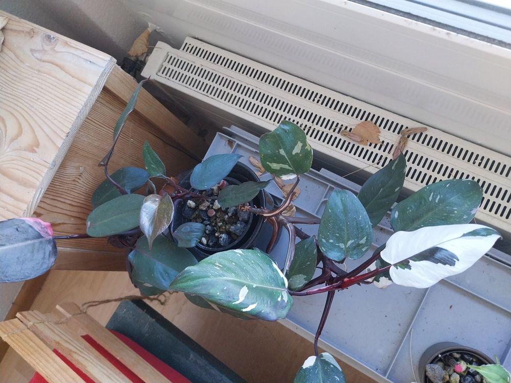 philoddendron pink princess + Philodendron Red Anderson (Gebraucht) in ...