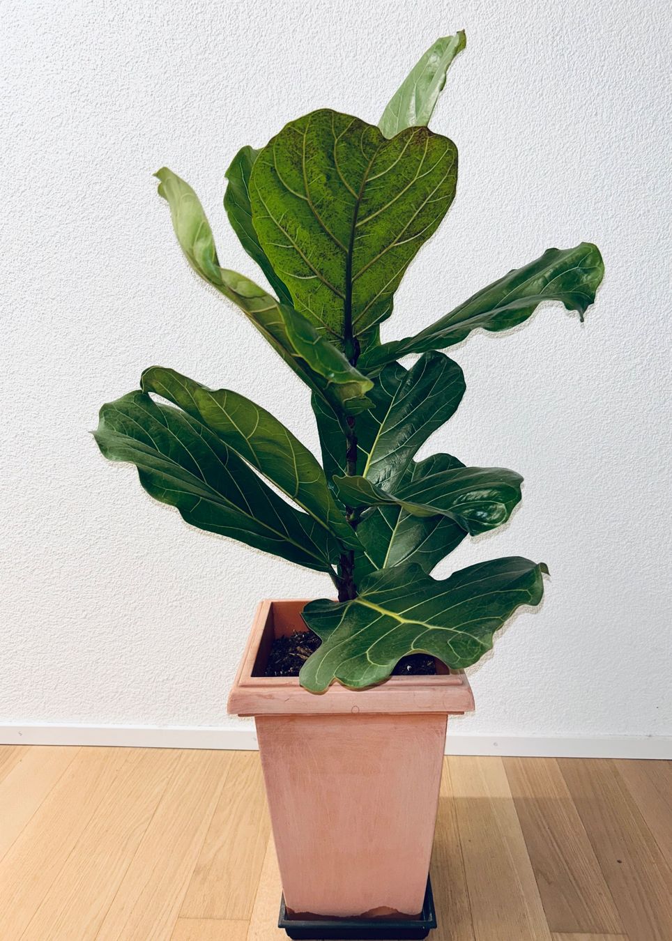 Ficus Lyrata Geigenfeige Fiddle Leaf fig potted plant (Gebraucht) in ...