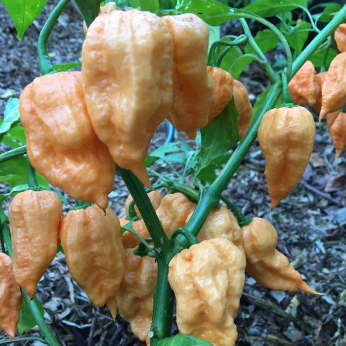 Trindad Scorpion Moruga Peach - Capsicum Chinense - 10 Samen (Neu und ...