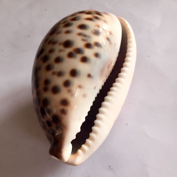 3 hübsche Kauri Muscheln 3 x Muschel (Gebraucht) in Gerlikon für CHF 19 ...