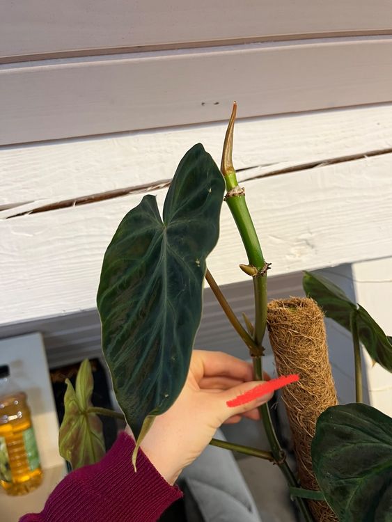 Philodendron Verrucosum, Kopfsteckling inkl 3 Nodie (Neu (gemäss ...