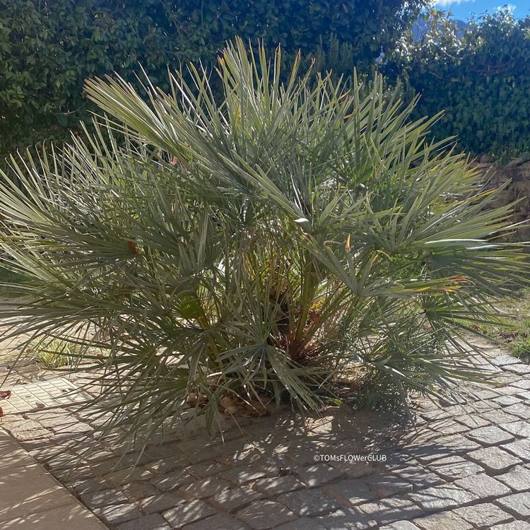 Chamaerops Humilis Cerifera - WINTERHARTE blaue Zwergpalme (Neu (gemäss Beschreibung)) in ...
