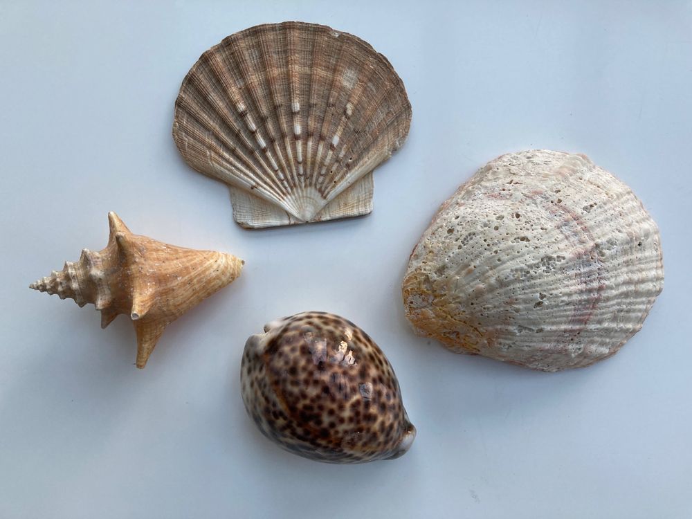 Grosse Muscheln | Kaufen auf Ricardo