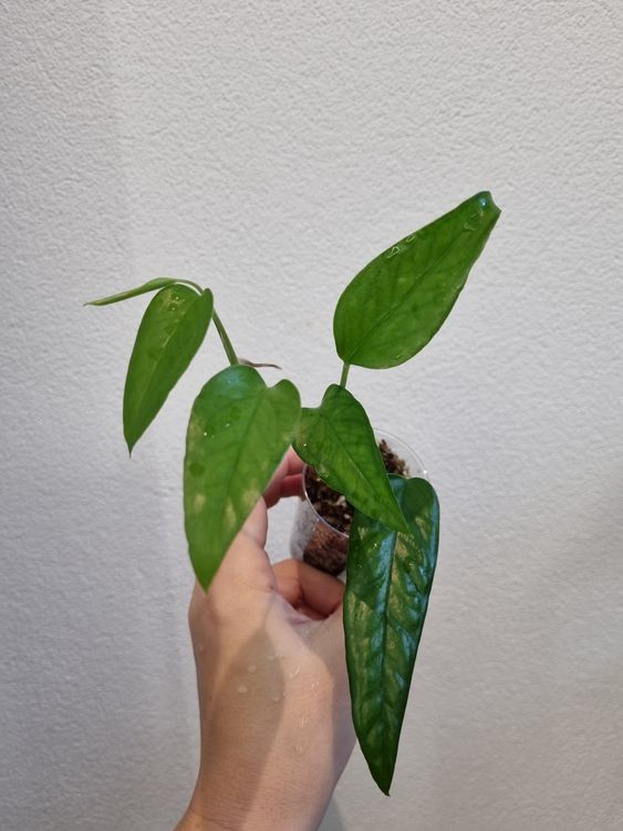 Epipremnum Pinnatum 'Skeleton key' | Kaufen auf Ricardo