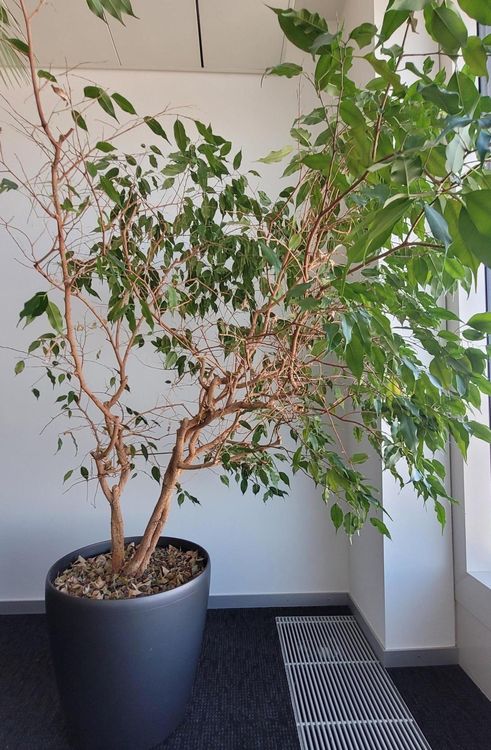 Ficus im Topf (Gebraucht) in Kloten für CHF 14 – nur Abholung auf ...