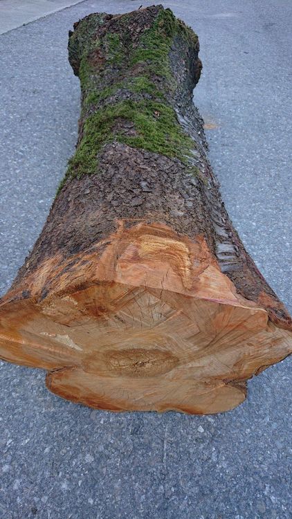 Baum Baumstamm Kirschbaumholz Drechseln (Neuf (Voir description)) à ...