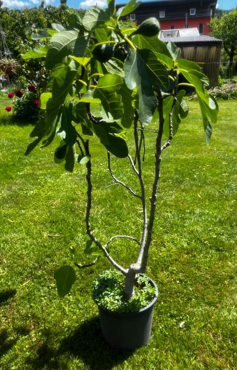 Feigenbaum / Strauch (Neu (gemäss Beschreibung)) in Vinelz für CHF 35 – nur Abholung auf Ricardo ...