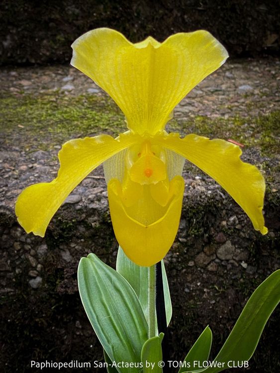 Paphiopedilum San-Actaeus - Frauenschuh-Orchidee (Neu und ...