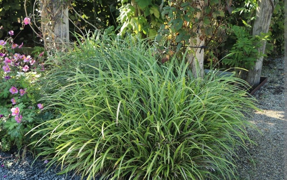 Carex morrowii 'Ice Dance' (Gebraucht) in Eschenbach LU für CHF 2.95 ...