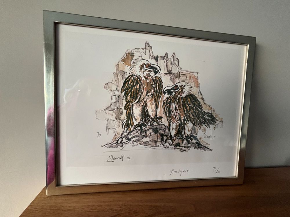 Bild Bartgeier, Elena Denoth, mit Weissgoldrahmen ums ECK (Gebraucht ...