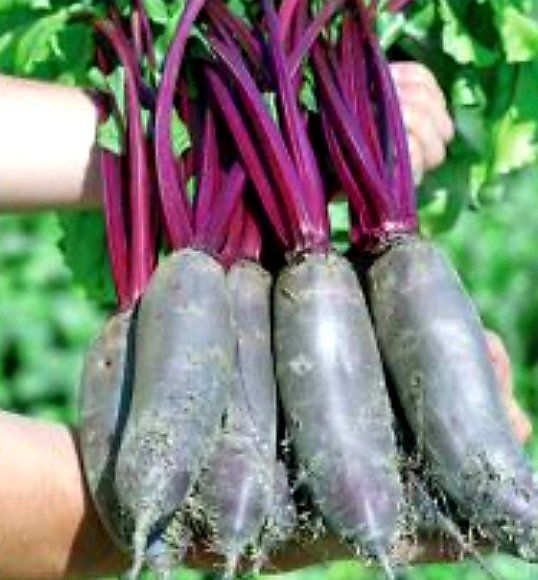 Ab 1.- fr 10 SAMEN LANGE RÜBEN "BETA VULGARIS CICLA" | Kaufen auf Ricardo