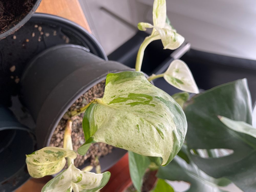 Epipremnum Pinnatum happy leaf (efeutute) (Gebraucht) in Stüsslingen ...