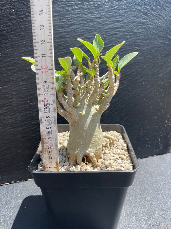 Adenium Arabicum bonsaï cut (Gebraucht) in Develier für CHF 69 – mit ...