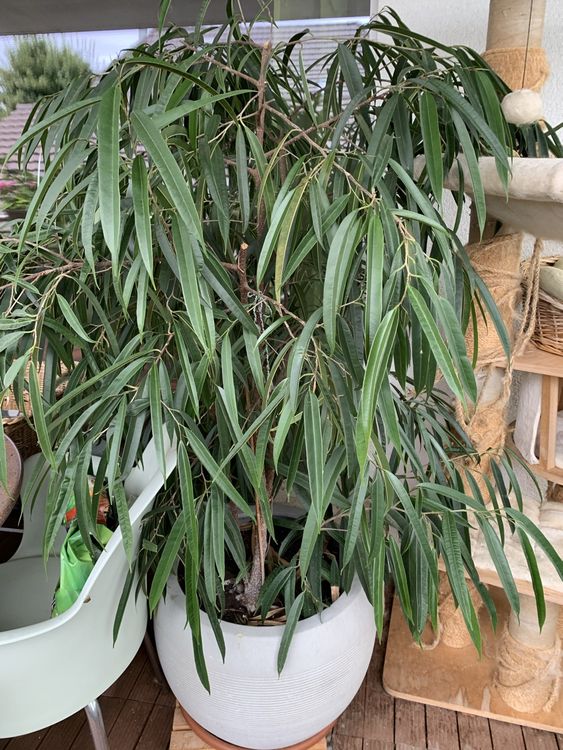 Grosse Zimmerpflanze, Ficus, benjamin ali ca.1m 60 cm hoch (Gebraucht) in wichtrach für CHF 160 ...