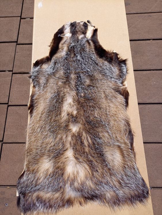 DACHS FELL (Neu (gemäss Beschreibung)) in Uster für CHF 30 – mit ...