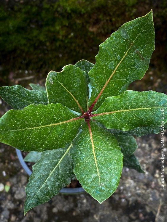 Echter Lorbeer - Lorbeerbaum - Laurus Nobilis (Neu (gemäss Beschreibung ...