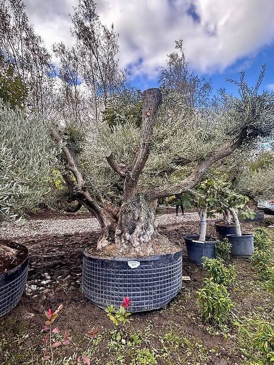 Olivenbaum winterhart "Ein zeitloses Kunstwerk für Zuhause!" (Neu (gemäss Beschreibung)) in ...