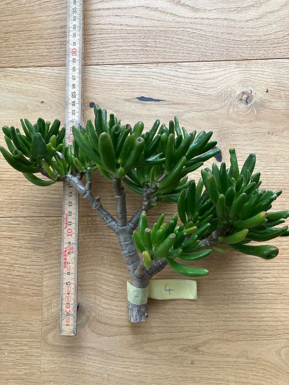 Dickblatt Crassula ovata „Hobbit“ (Gebraucht) in Gossau SG für CHF 1 ...