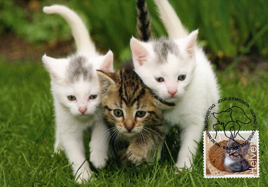 Maximumkarte Süsse Tiere - Katze (Neu (gemäss Beschreibung)) in Dottikon für CHF 5 – mit ...