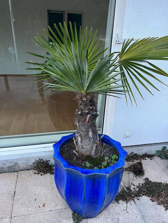 2 Palmen mit Topf (Gebraucht) in Stilli für CHF 100 – nur Abholung auf ...