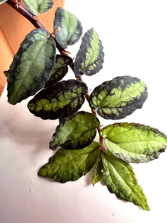 Pellionia Repens**Trailing Watermelon Begonia***** (Gebraucht) in ...