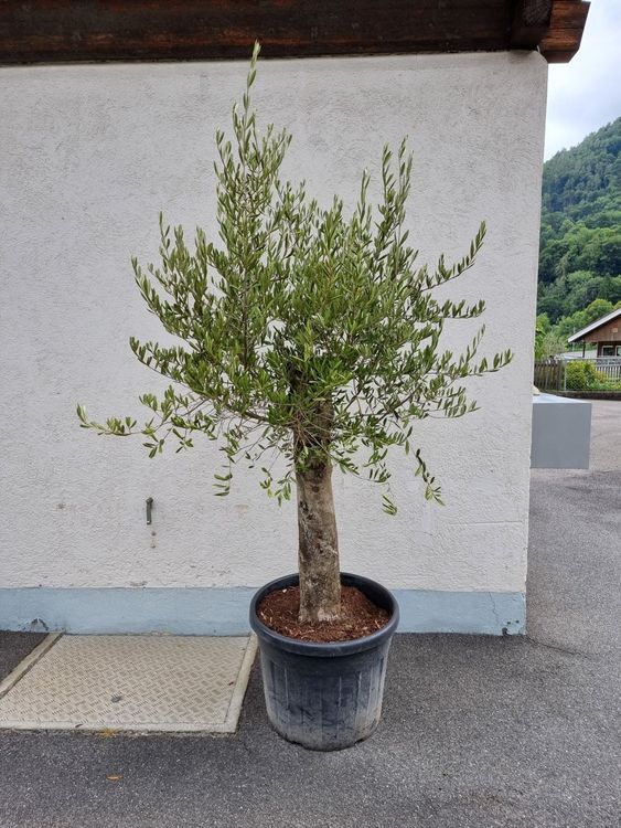 Olivenbaum winterhart | Kaufen auf Ricardo